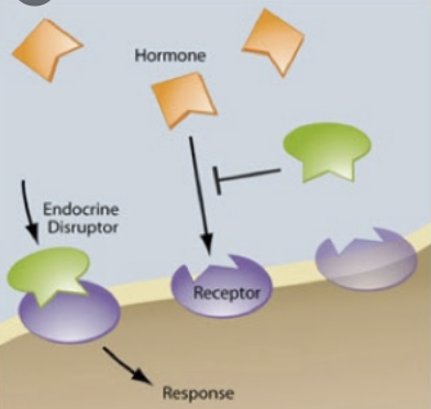 Hormone Disruptors